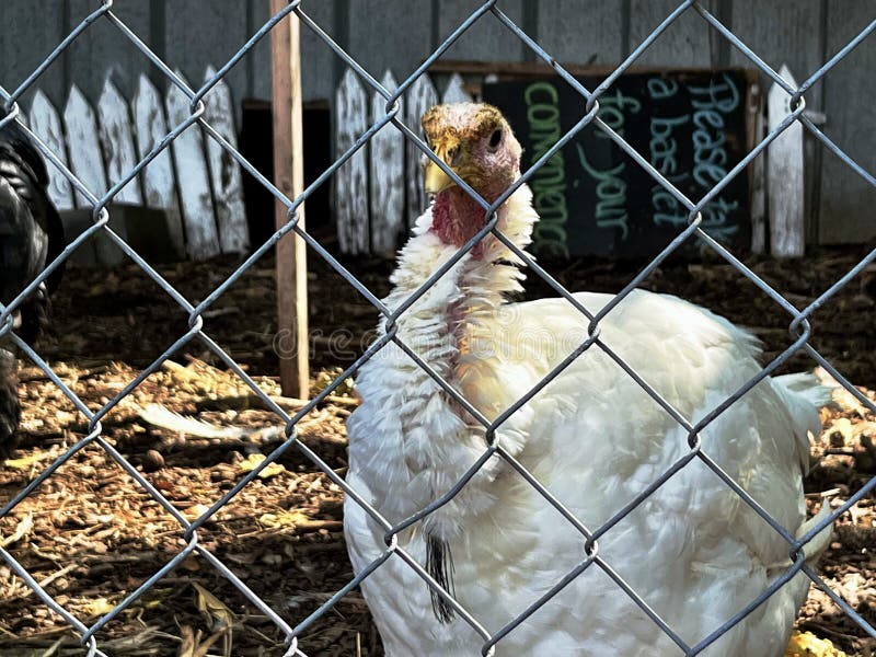 White turkey stock image. Image of farm, poultry, turkey - 259144461