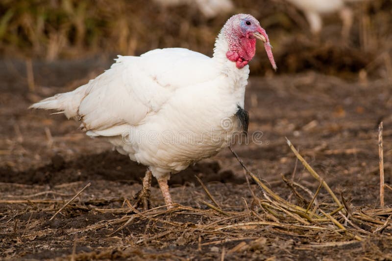 White Turkey in a farm stock image. Image of turkey, domestic - 15011835