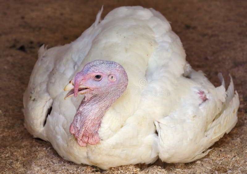 White turkey stock photo. Image of farm, color, turkey - 32510470