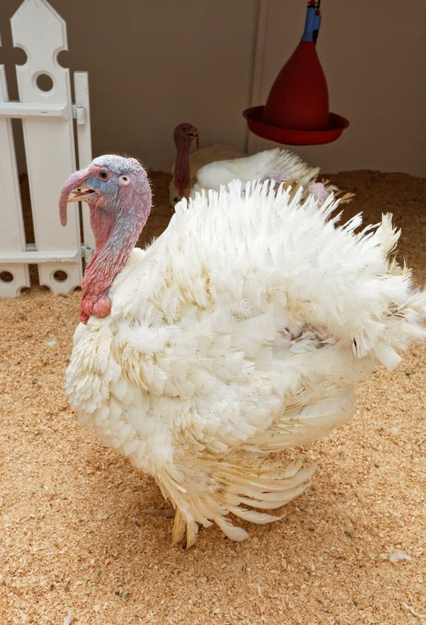 White turkey stock photo. Image of farm, color, turkey - 32510470
