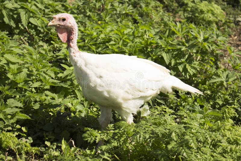 White Turkey 2 stock image. Image of african, farm, pets - 55517103