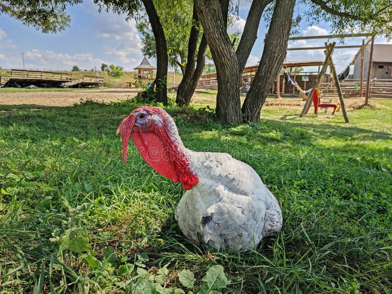 Turkey on Green Lawn at Farm Stock Photo - Image of agricultural, grass ...