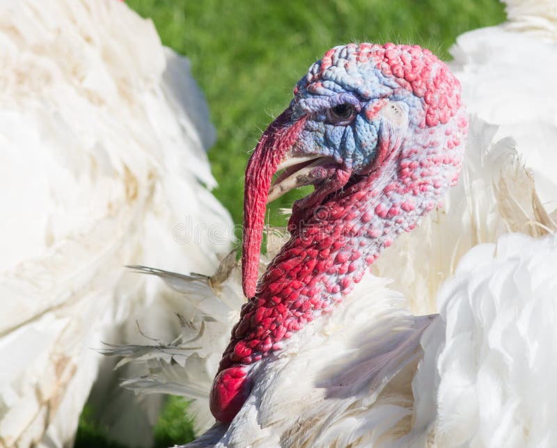 White turkey stock image. Image of thanksgiving, turkeys - 44198093