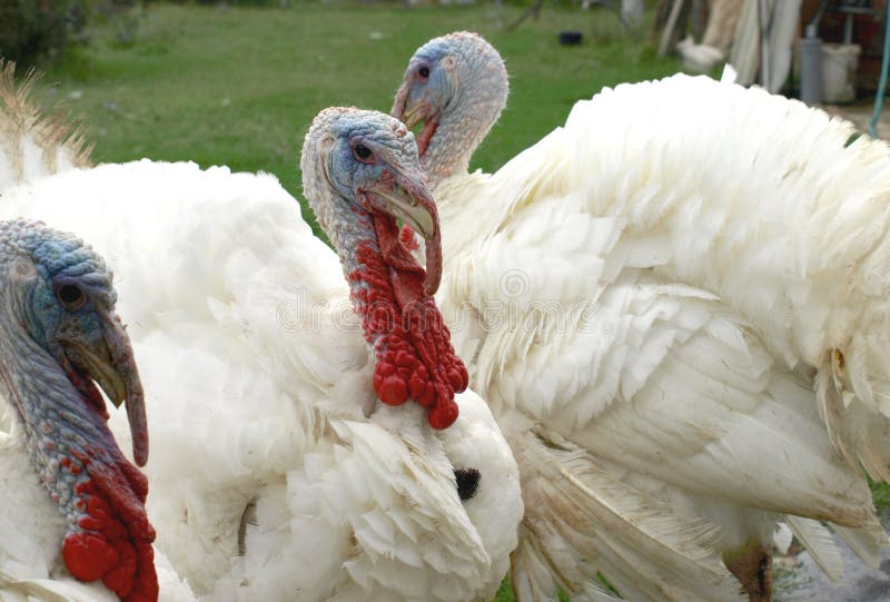 White turkey stock image. Image of turkey, white, wings - 64719395