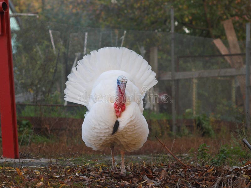 White Turkey Outdoors on the Farm Stock Photo - Image of head, outdoors ...