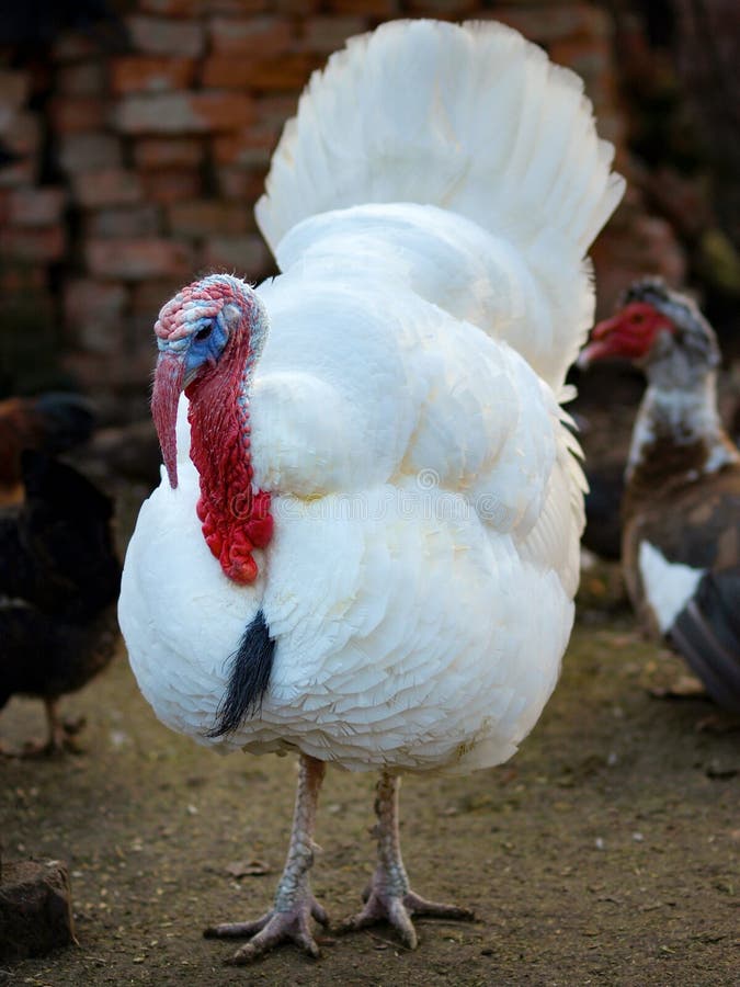 White Turkey Outdoors on the Farm Stock Image - Image of outdoor ...