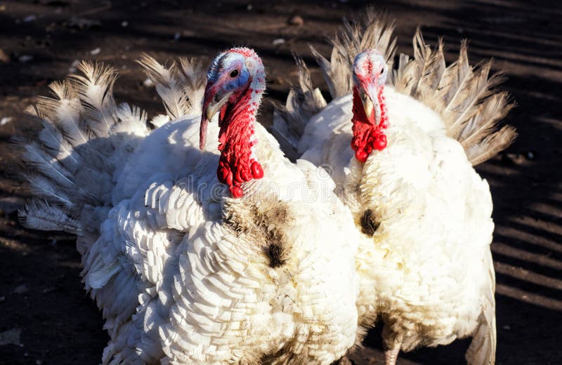 White Turkey Outdoors stock photo. Image of meat, bird - 80908744