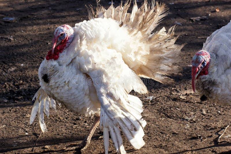 White Turkey Outdoors stock image. Image of farm, bird - 81194265