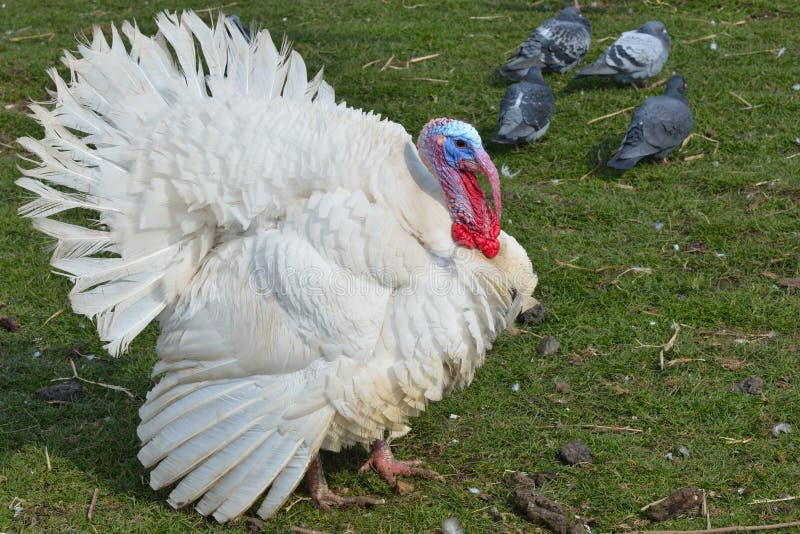 A white turkey stock photo. Image of turkey, birds, domestication ...