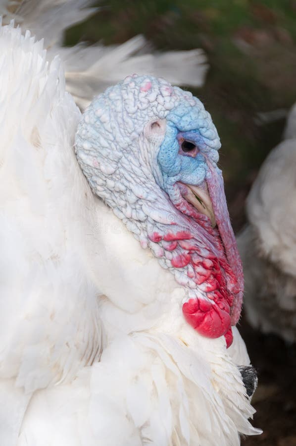 White turkey portrait stock image. Image of quill, closeup - 32104365