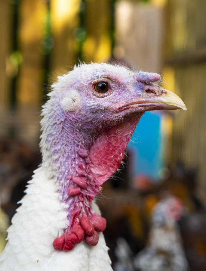 White Turkey Portrait stock photo. Image of turkey, white - 170400602