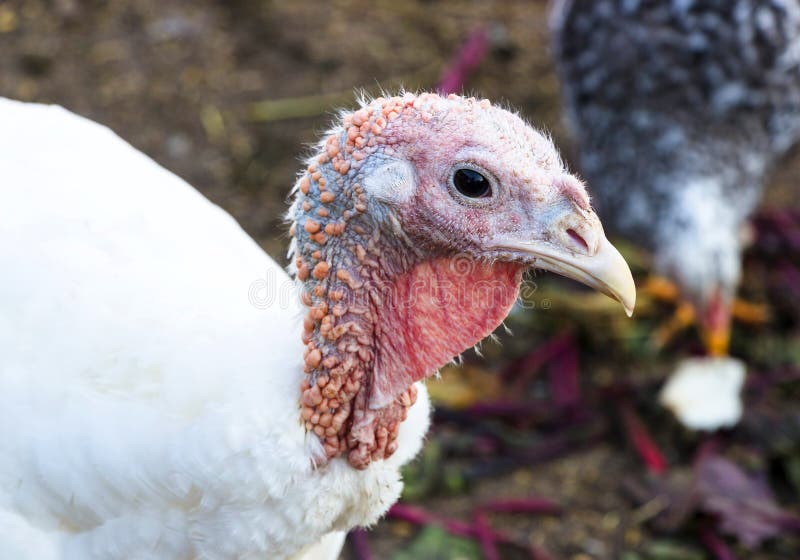 White Turkey on a Poultry Farm Stock Image - Image of turkey, tail ...