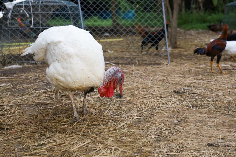White Turkey is Stand Up in Garden at Thailand Stock Photo - Image of ...