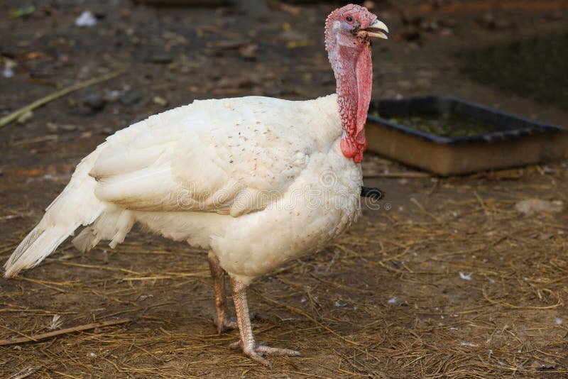 White Turkey is Stand Up and Rest in Garden at Thailand Stock Photo ...