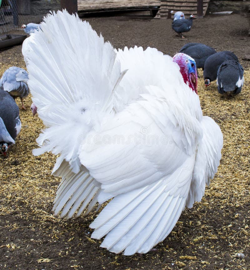 White Turkey . Turkey in the Barnyard. Turkey on a Farm Stock Image ...