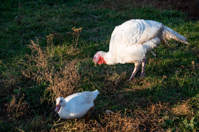 The White Turkey is Very Large in the Countryside Stock Photo - Image ...