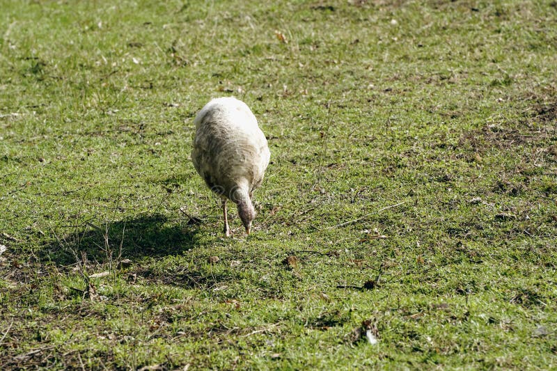 The White Turkey is Very Large in the Countryside. Subsistence Farming ...