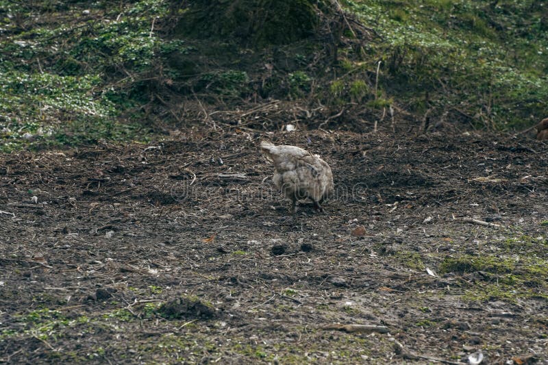 The White Turkey is Very Large in the Countryside. Subsistence Farming ...