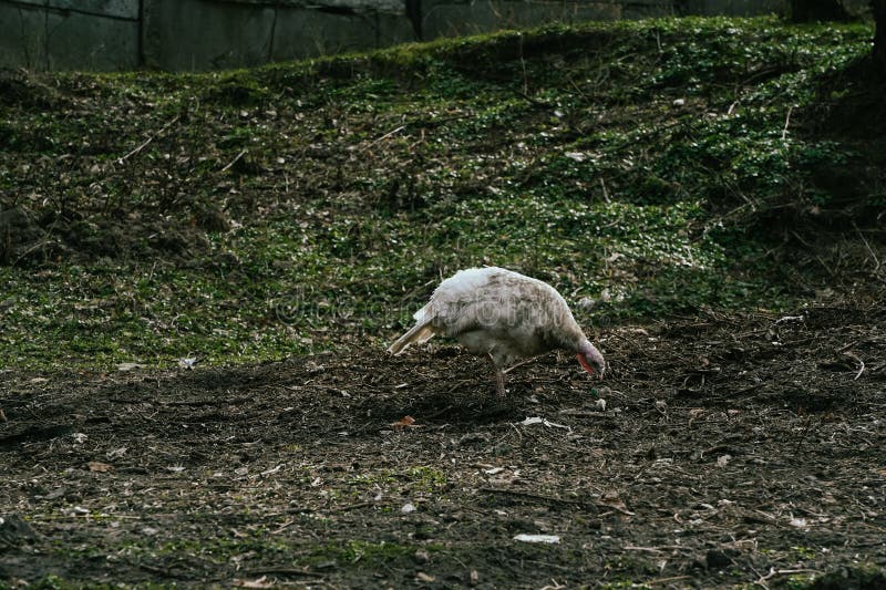 The White Turkey is Very Large in the Countryside. Subsistence Farming ...