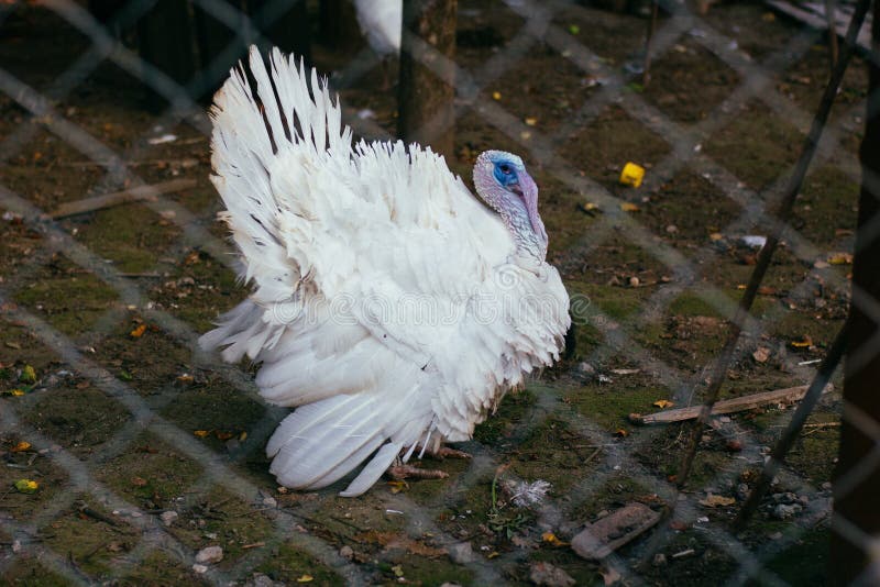 A White Turkey on the Village Farm Stock Image - Image of feather ...