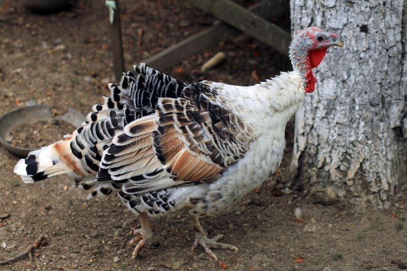White turkey walks stock photo. Image of green, beak - 255290524