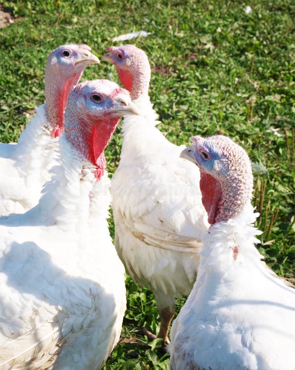 White turkeys stock image. Image of meat, traditional - 22230285