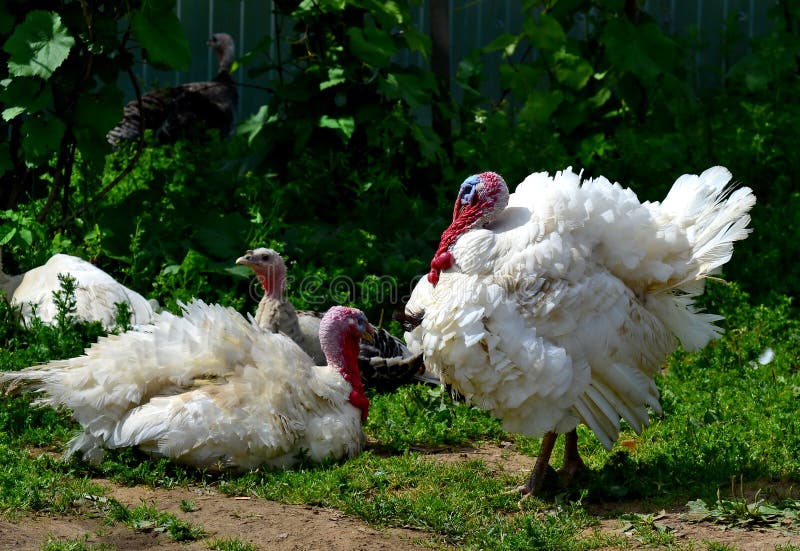 White turkeys. stock image. Image of nature, beak, head - 64835329