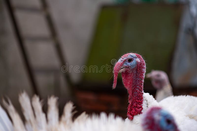 White Turkeys in the Countryside Stock Photo - Image of nature ...