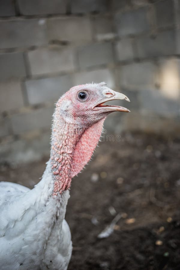 White turkeys stock image. Image of nature, feather, livestock - 97933413