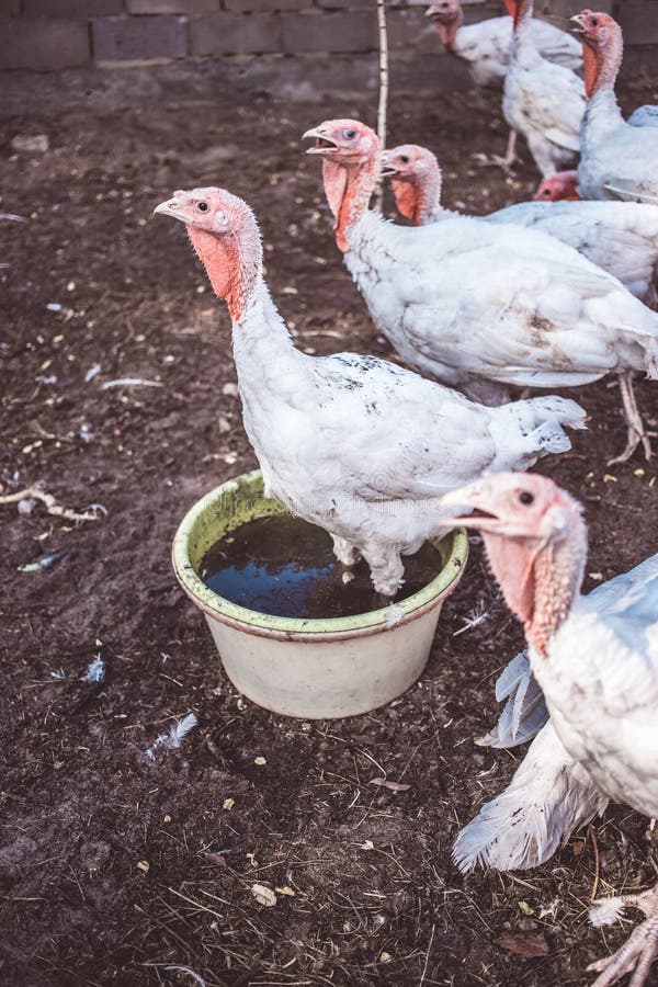White turkeys stock photo. Image of food, celebrate, bird - 98026780