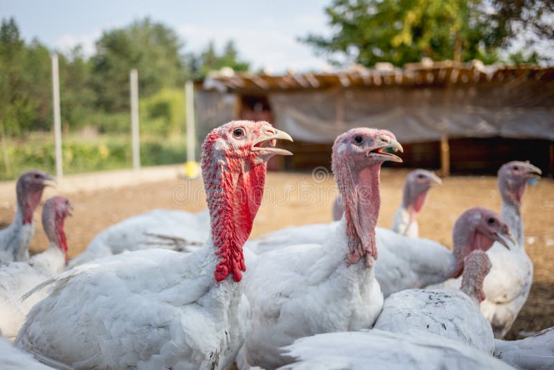 White turkeys stock photo. Image of animal, animals, brown - 98026790