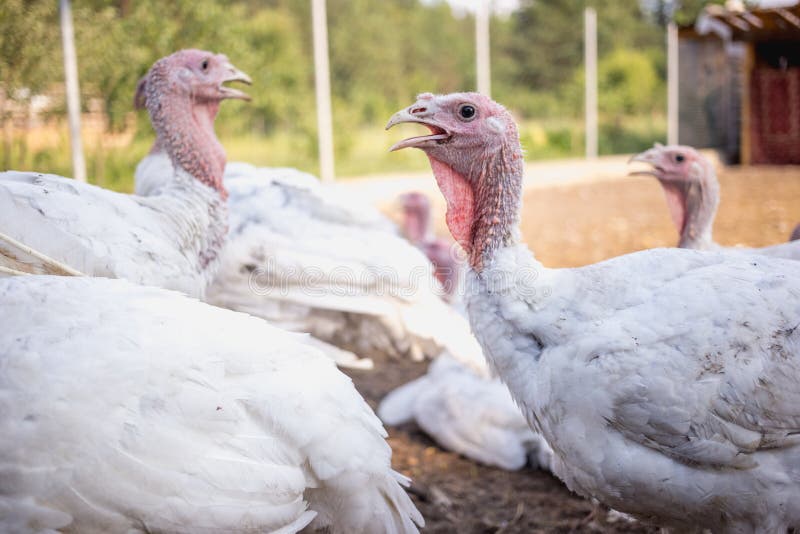 White turkeys stock image. Image of domestic, crest, meal - 98026821