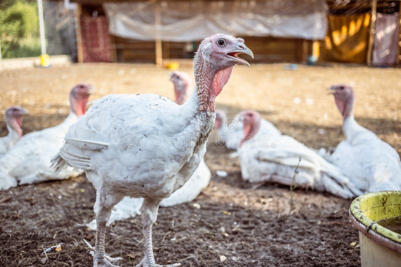 White turkeys stock image. Image of breed, american, food - 98192033