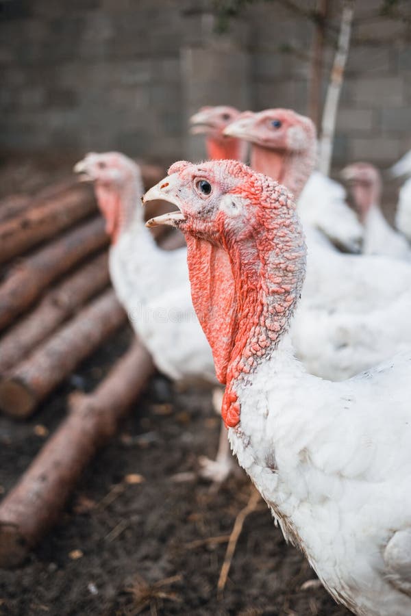 White turkeys stock image. Image of breed, american, food - 98192033