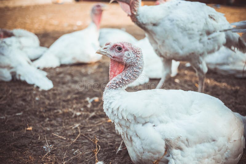 White turkeys stock image. Image of flock, animals, beak - 98394037