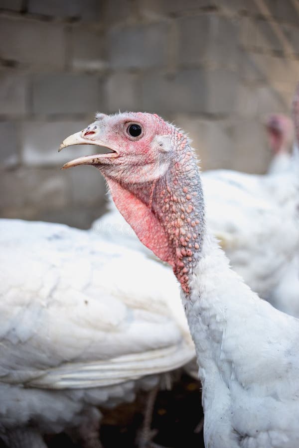 White turkeys stock image. Image of flock, dinner, food - 99732363