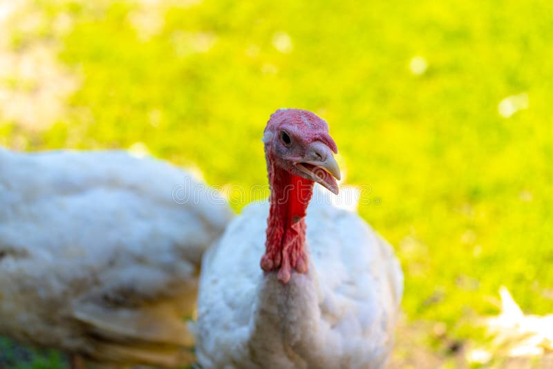 White Turkeys Walking in the Paddock. Common White Turkey Looking for ...
