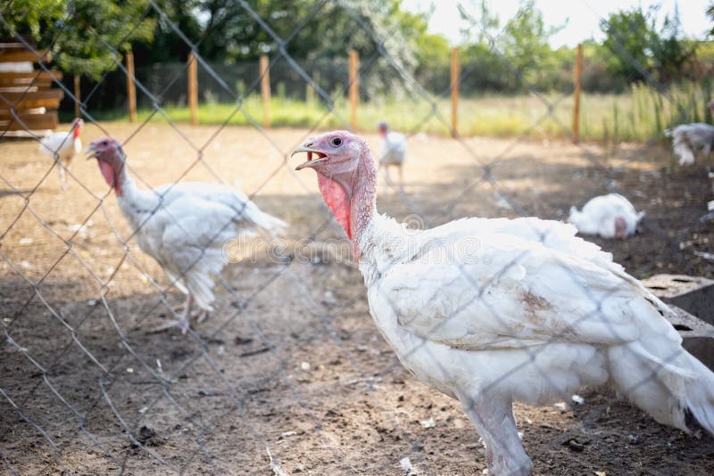White turkeys stock image. Image of breed, celebration - 98026849