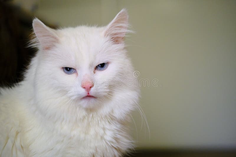 White Turkish Angora with Blue Eyes Color Stock Photo - Image of people ...