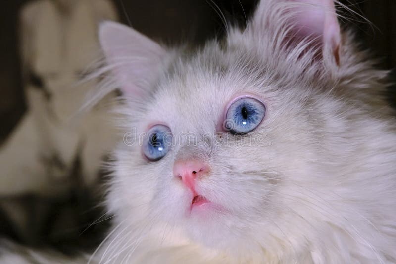 White Turkish Angora with Blue Eyes Color Stock Image - Image of baby ...