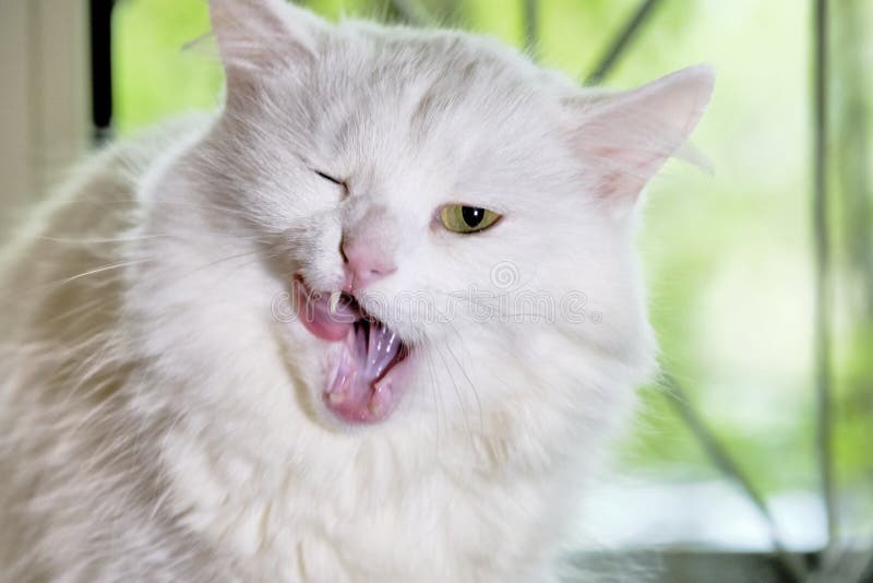 White Turkish Angora Close-up Color Portrait Large Stock Photo - Image ...
