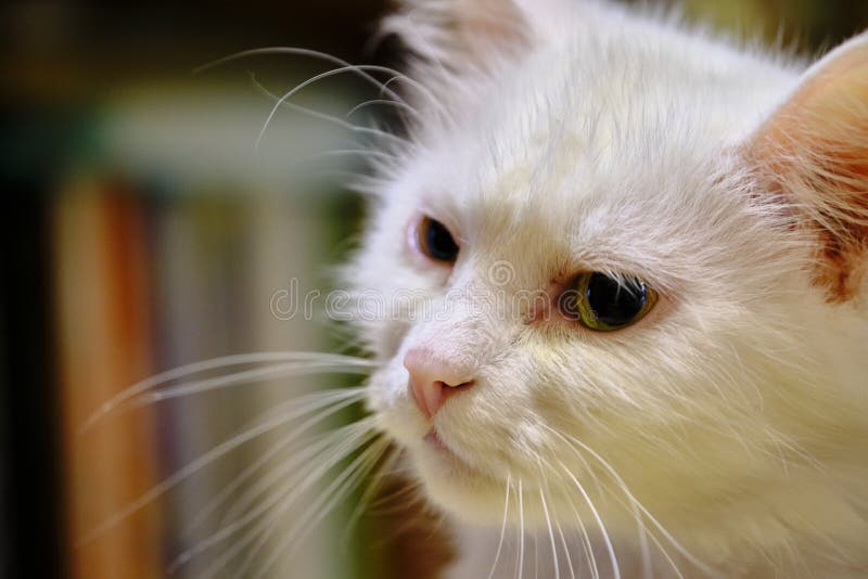White Turkish Angora with Yellow Eyes Color Stock Photo - Image of nose ...