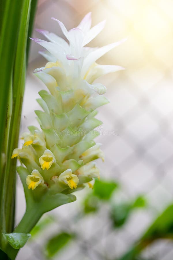 Turmeric Flower (Curcuma Longa) Stock Photo - Image of oriental, spicy ...