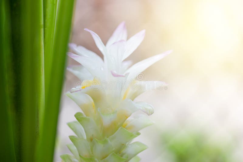 White turmeric flower stock image. Image of flora, bloom - 81301433