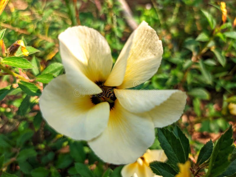 White Turnera Flower Starting To Bloom Stock Image - Image of botany ...