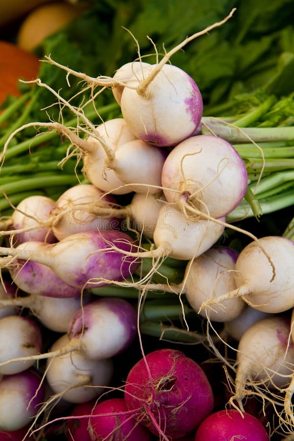 Turnips stock photo. Image of cooking, vegetables, turnips - 500930