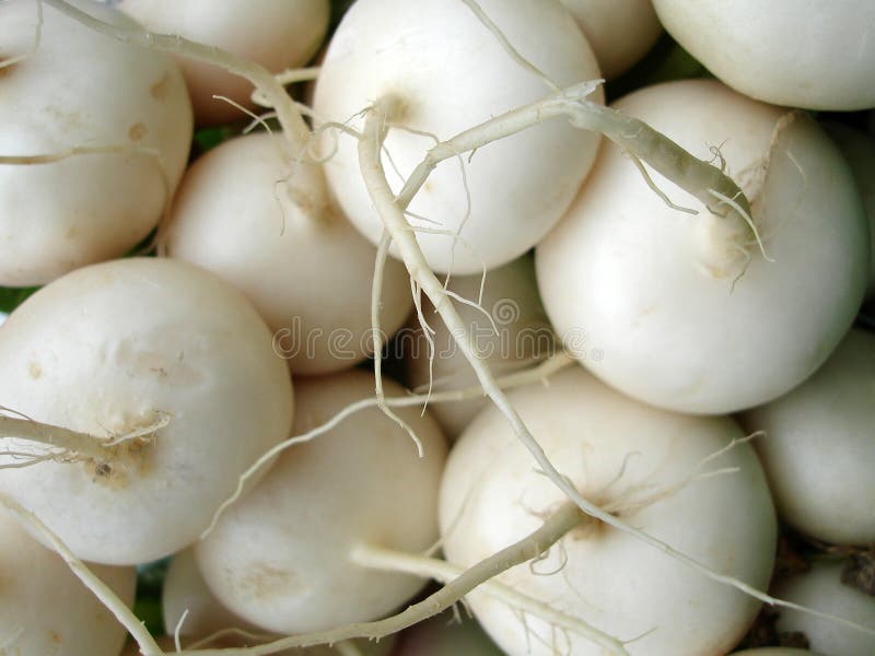 Turnips stock photo. Image of cooking, vegetables, turnips - 500930