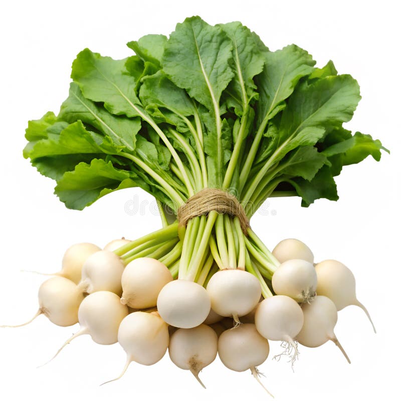 White Turnips with Green Leaves Stock Photo - Image of turnips ...