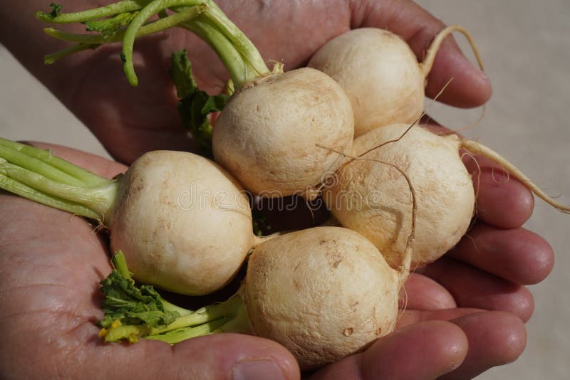 White Turnips Held in Hands Stock Photo - Image of hands, healthy ...