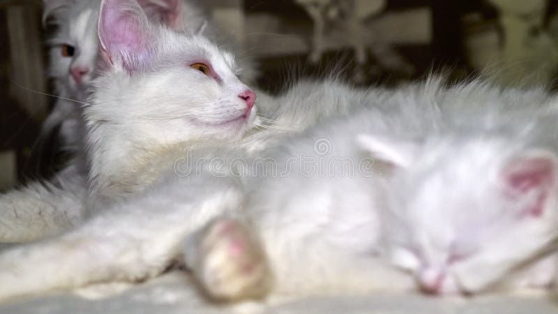White Two cat kitten stock photo. Image of kitten, friend - 246764902